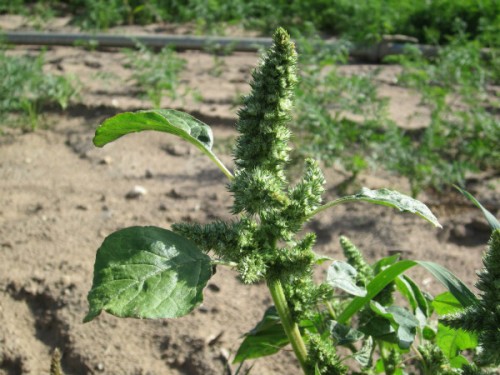 Bredo: Informação Nutricional - Fitness Magazine